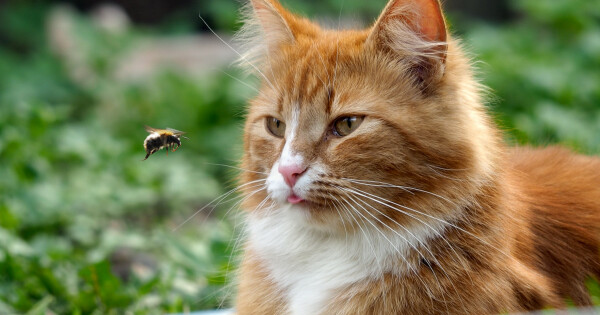 Kā palīdzēt kaķim, ja iedzēlusi bite? | Mammamuntetiem.lv