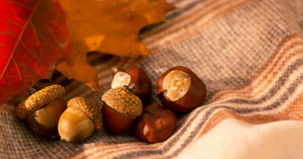 Zīles un kastaņi pret teju 20 kaitēm! Dzer, ēd, liec kompreses ...