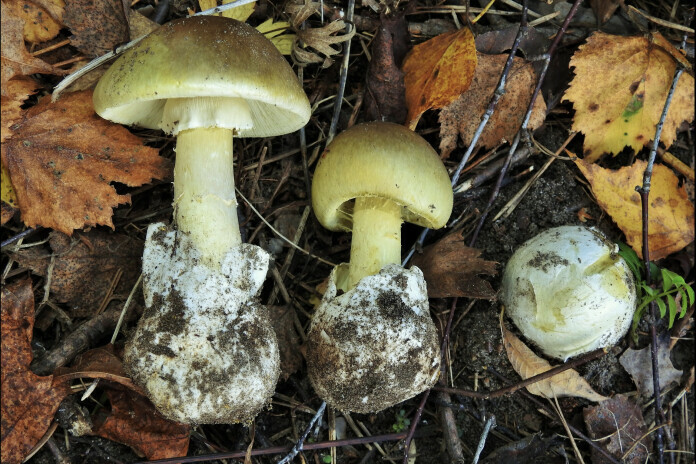 Vai zināji, ka Latvijā aug pasaulē pati indīgākā sēne? | Mammamuntetiem.lv