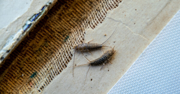 Kukainis, kas mitinās teju katrās mājās. Kas par to jāzina ...