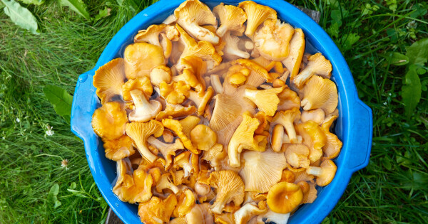 Cilvēki soctīklos masveidā sākuši dalīties ar sēņu bildēm. Kur Latvijas ...