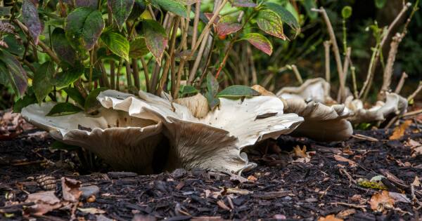 “Saaugušas pusaplī un briesmīgi smird!” Lasītājas dārzā uzradušās sēnes ...