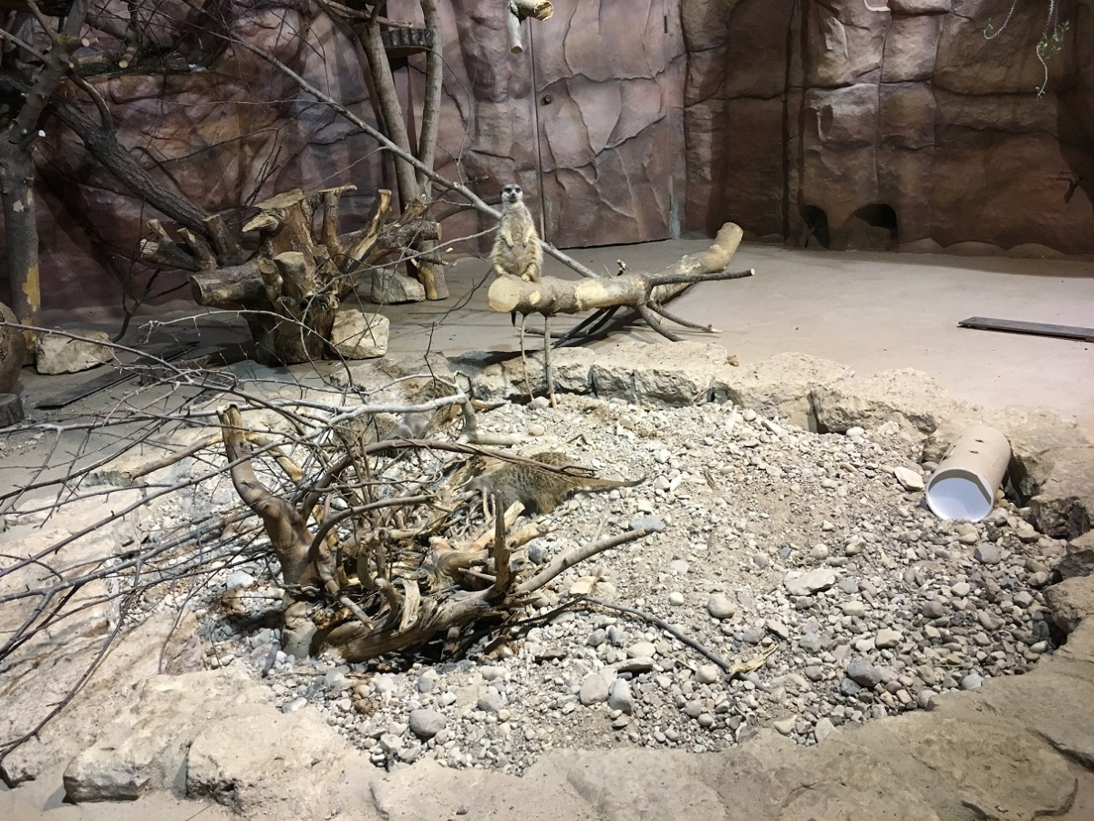 Ziemīga pastaiga Rīgas zoloģiskajā dārzā | Mammamuntetiem.lv