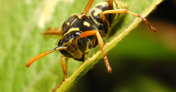 Ko darīt, ja iekož bite, lapsene vai irsis? | Mammamuntetiem.lv