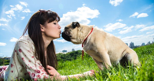 Mopsis. Suns, kurš bezgalīgi pieķeras saimniekam | Mammamuntetiem.lv