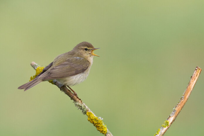 27 putnu balsis, kas jāiemācās sadzirdēt pavasarī | Mammām un Tētiem