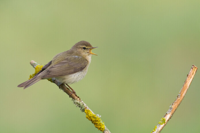 27 putnu balsis, kas jāiemācās sadzirdēt pavasarī | Mammamuntetiem.lv