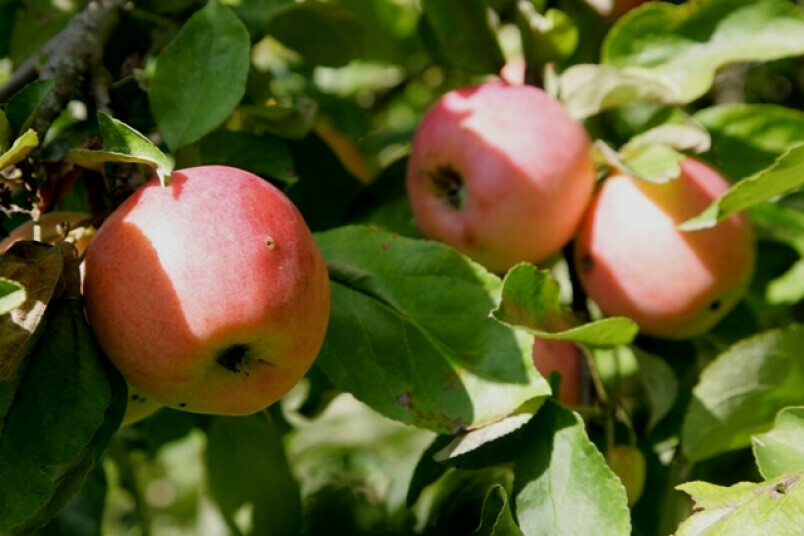 Izmēģini jaunas auksto zupu receptes! Dzelteno tomātu aukstā zupa ...