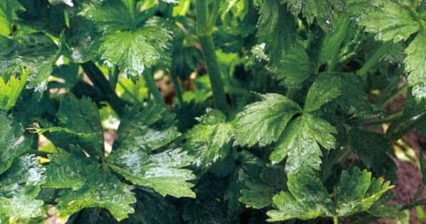 Iekopjam mazdārziņu: audzējam SELERIJU | Mammamuntetiem.lv